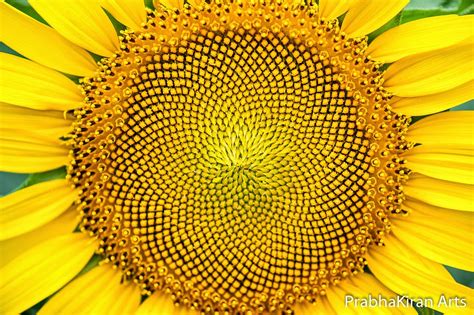 Mind Alert Quello Che Gli Altri Non Dicono I Numeri Di Fibonacci E
