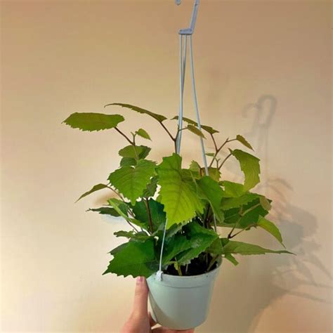 Cisus Australijski P13 Skimia