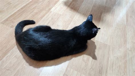 윤기 고양이 Mlbpark