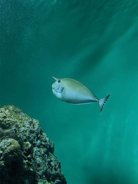 水族館魚図鑑 ヒメテングハギ Naso annulatus 動物園 水族館に行こう