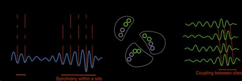 synchronization within and between sites a synchronization between