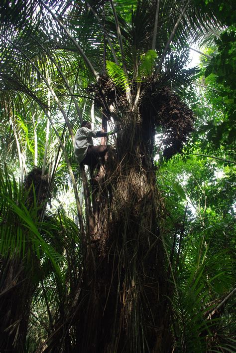 Raphia Hookeri [g Mann And H Wendl ]