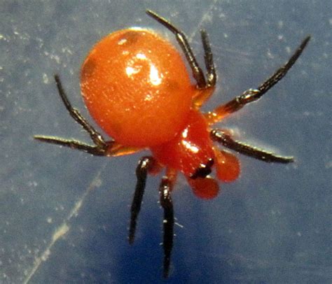 Spider Adaptations Unraveling Nature S Crafty Survivors What S That Bug