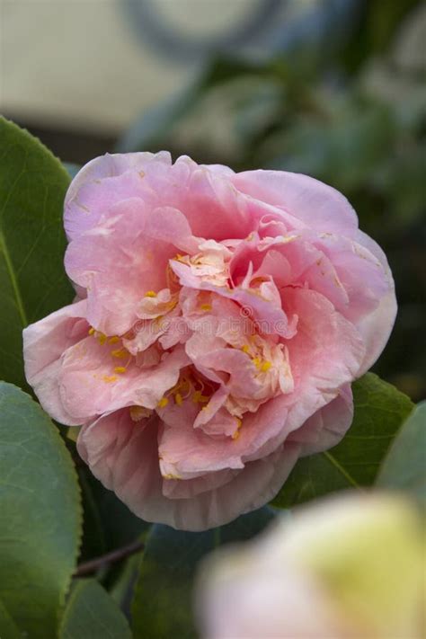 Blooming Roses In The Park North Of Italy Spring Stockfoto Bild Von