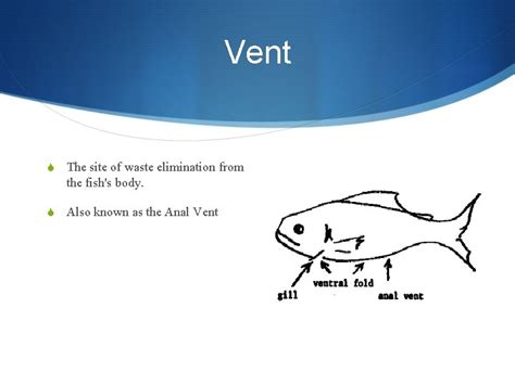 Bony Fish Internal Body Anatomy S Internal Parts