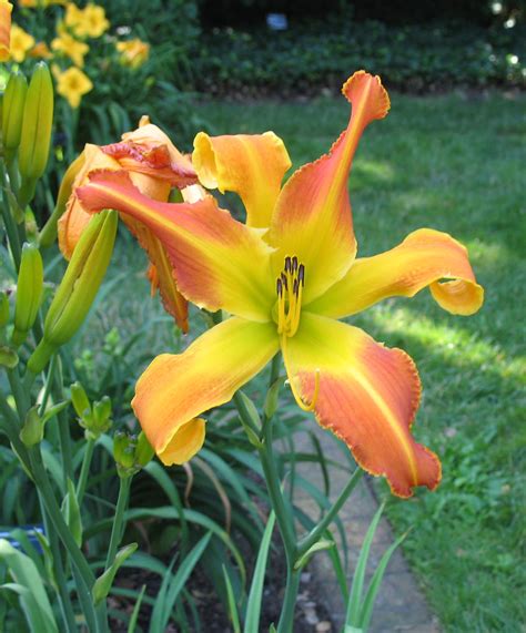 Tetraploid Daylily Tetraploid Daylily Hemerocallis Watson Flickr
