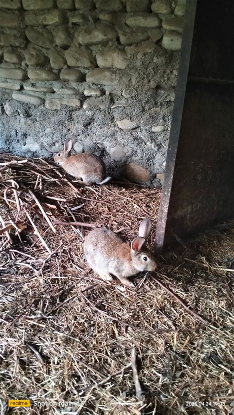 მეურნეობა იყიდება გარეულ კურდღეზე ნაჯვარი თვის 3 4თვის კურდღლები