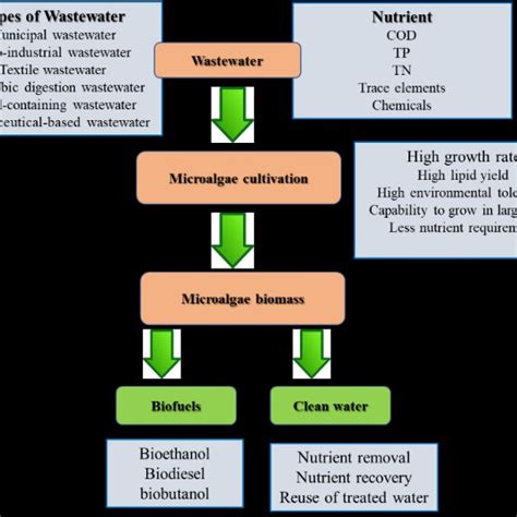 Schematical Representation Of Simulation Of Wastewater Treatment With