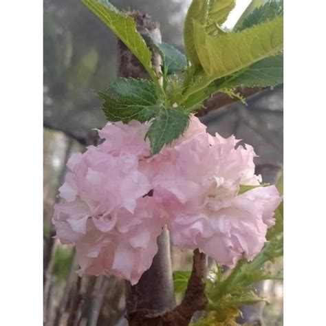 ต้นซากุระดอกซ้อนอิจิโยะต้นใหญ่ 🌸🌸🌸ผ่าศูนย์กลาง3ซม สูง2เมตร Shopee