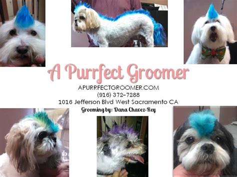 Dog Add Ons A Purrfect Groomer Mobile Pet Salon