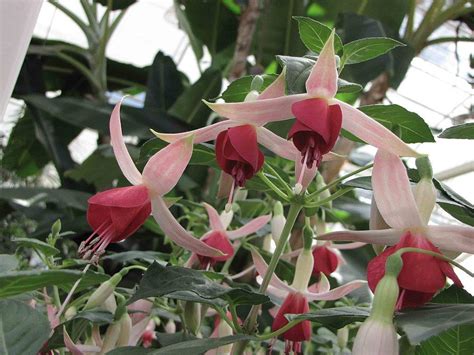 Fuchsia Celia Smedley Growing Guides