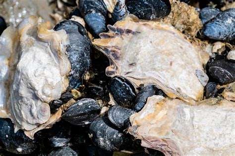 Oyster Are Pretty Awesome Creatures Bowen Island Conservancy