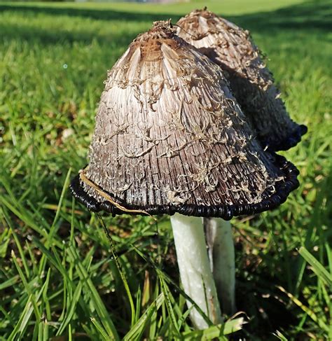 Mushrooms Fungi Ink Caps Poisonous Grass Free Image From