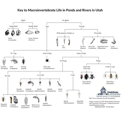 Macroinvertebrate Identification Chart Macroinvertebrate