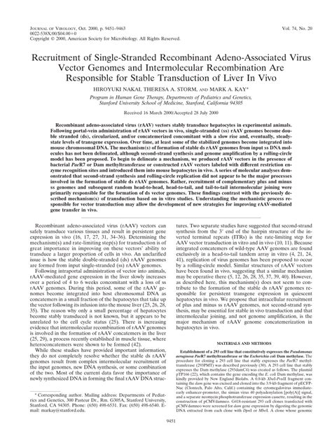 Pdf Recruitment Of Single Stranded Recombinant Adeno Associated Virus Vector Genomes And