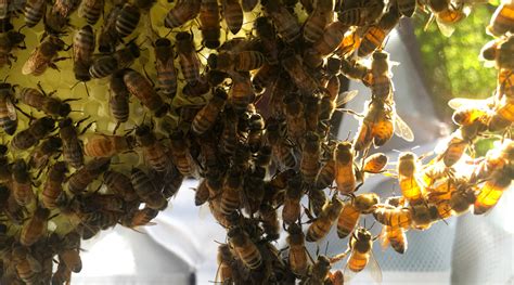 Beekeeping 101 How To Start A Beehive Backyardhive