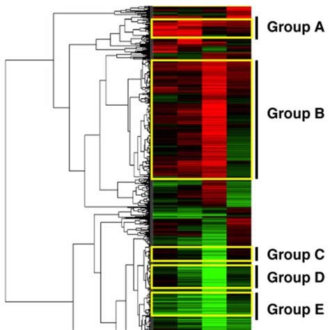 Hierarchical Clustering Analysis Of Genes From Affymetrix Array