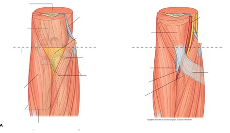 Cubital Fossa Diagram Diagram Quizlet