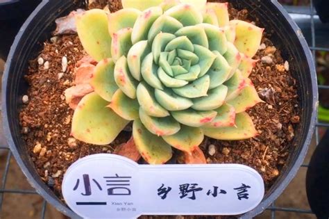 多肉适不适合露养看长相就知道了你get到了吗 凤凰网视频 凤凰网