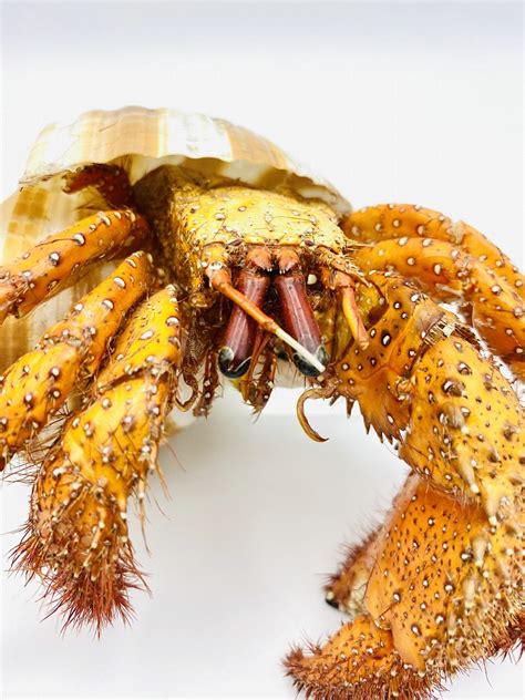 White Spotted Hermit Crab Dardanus Megistos 15cm Natural History