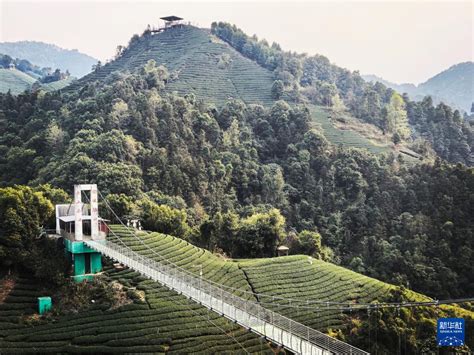 文旅新探｜广西昭平：茶香越千年 新华网客户端