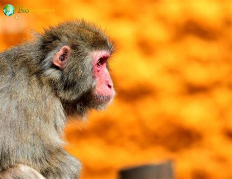 Japanese Macaque Characteristics Macaca Fuscata Diet And Facts