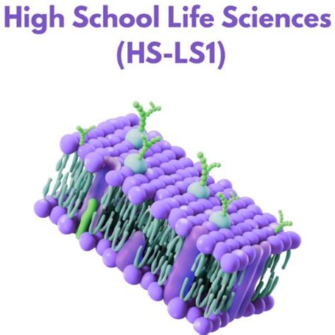 Ngss Cell Membrane Lab Modeling Selective Permeability With Bubbles