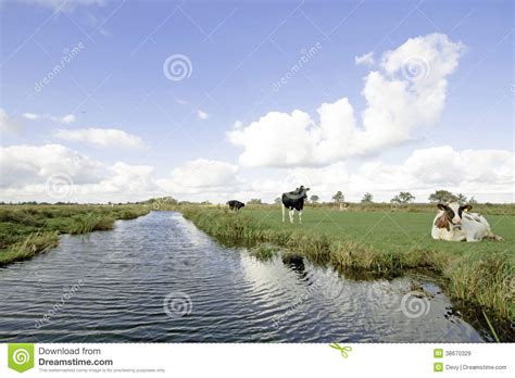 Typical Wide Dutch Landscape Stock Image Image Of Landscape Mammal