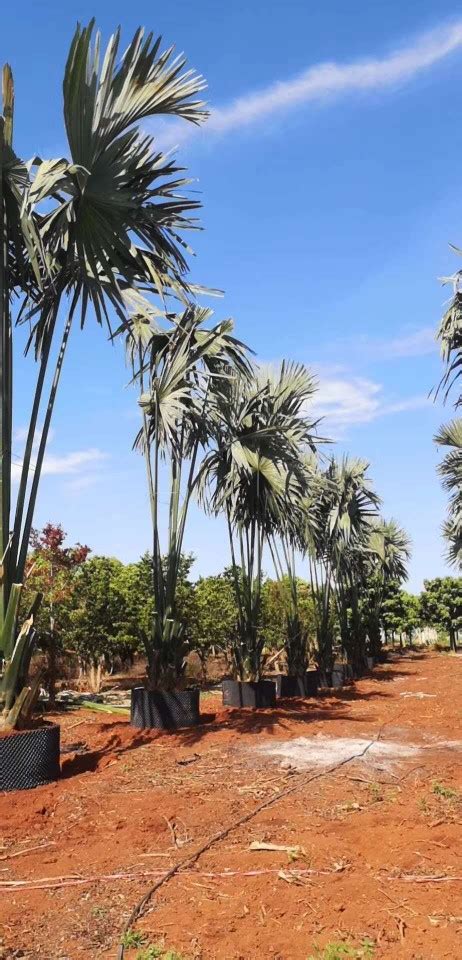 棕榈树小苗棕榈树小苗图片棕榈树苗批发基地第17页大山谷图库