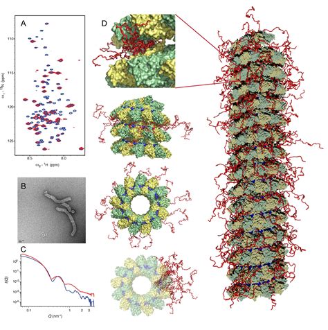 Intrinsically Disordered Proteins Ibs Institut De Biologie Structurale Grenoble France