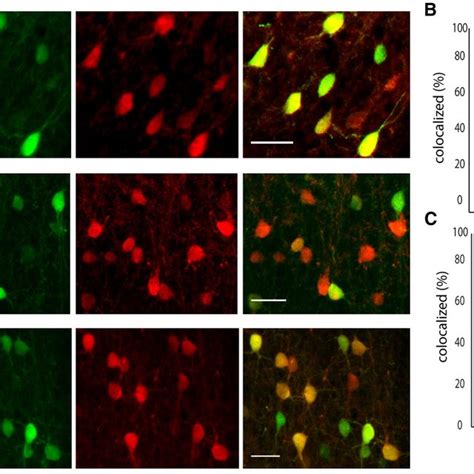 Two Photon Fast Calcium Imaging With A Single Spike Deconvolution Download Scientific Diagram