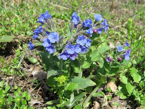 Медуница лекарственная (лат. Pulmonaria officinalis)
