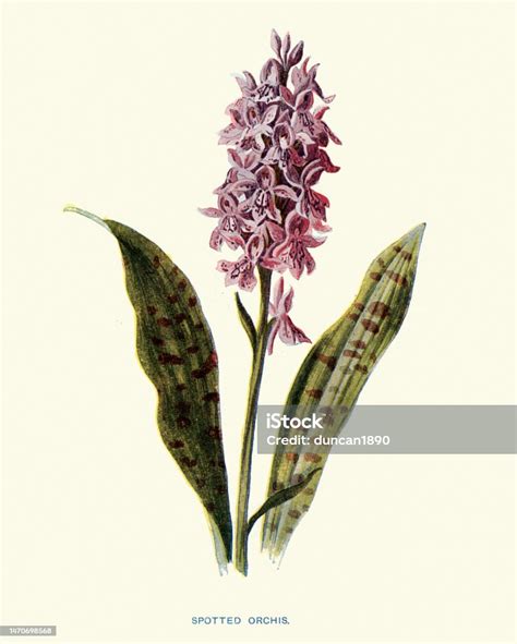 꽃 예술 Dactylorhiza 자홍색 일반적인 점박이 난초는 난초 가족 난초과의 꽃 피는 식물의 종입니다 난과 식물에 대한