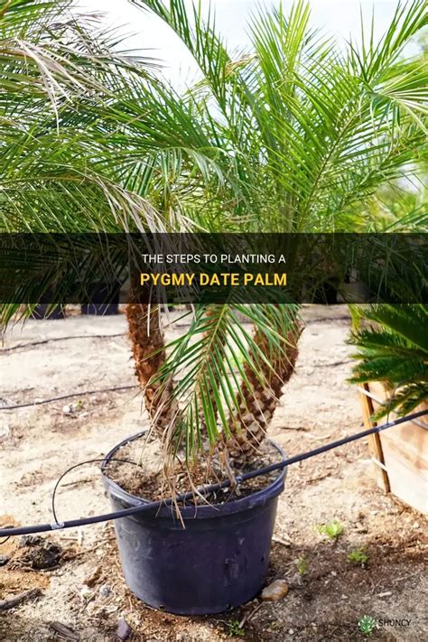 How To Plant A Pygmy Date Palm Step By Step Care Guide Shuncy