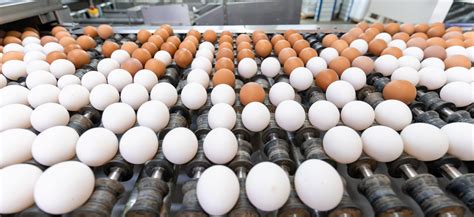 «Сибагро» увеличит производство яиц на 63 %