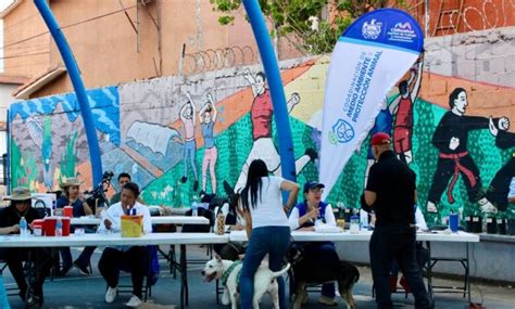 Brinda Municipio Más De Mil 100 Servicios Gratuitos Para Mascotas En