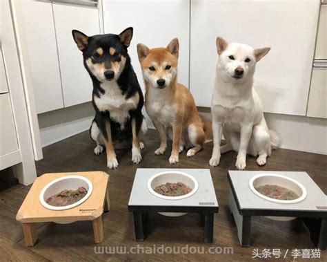 凑齐了黑柴、赤柴和白柴三种柴犬，带来的欢乐可不止三倍这么简单 柴豆豆柴犬