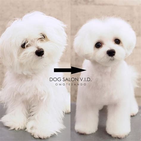 Tosa Maltes Tosa De Cachorro Cachorro Maltês Animais