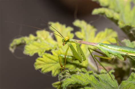 Green Female Praying Mantis Hiding Behind Green Leaves Cape Town South