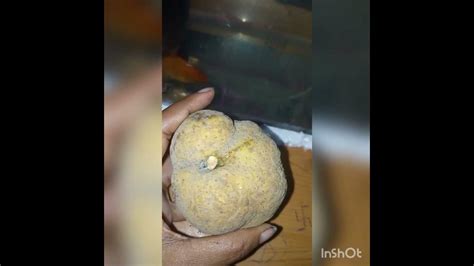 টক মিষ্টি একটা ফল Youtube