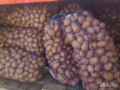 Картофель свежий с доставкой купить в Орле Товары для дома и дачи Авито