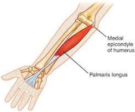 Palmaris Longus Origin And Insertion