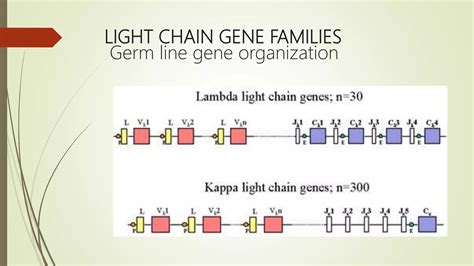Strucure Functions And Genetics Of Immunoglobulins Ppt