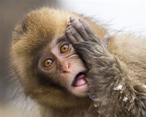 Create Meme The Monkey Is In Shock Funny Monkey Funny Monkey