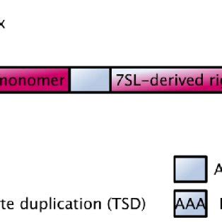 Structure Of Alu Elements Download Scientific Diagram