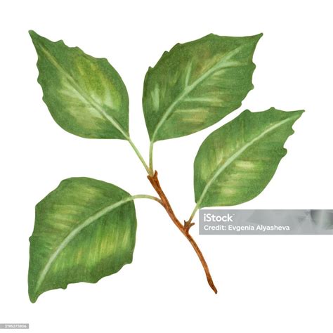 사과나무 잎이 있는 나뭇가지 수채화 및 마커 그림 손으로 그린 고립 된 예술 식물 녹색 가지 디자인 장식을 위한 과일 잎 스케치 녹지가 있는 식물 계절에 대한 스톡 벡터