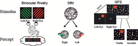 Neural Basis Of Visual Consciousness Dpz