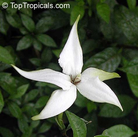 Randia Formosa Mussaenda Formosa Randia Mussaenda Rosenbergiodendron