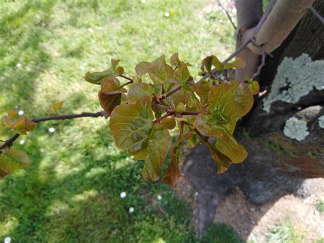 Albero Di Giuda Cercis Siliquastrum Clima Coltivazione E Cure Il