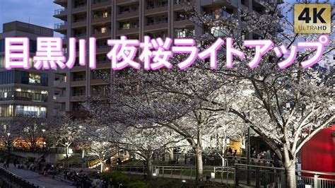 Tokyo Meguro River Cherry Blossoms In